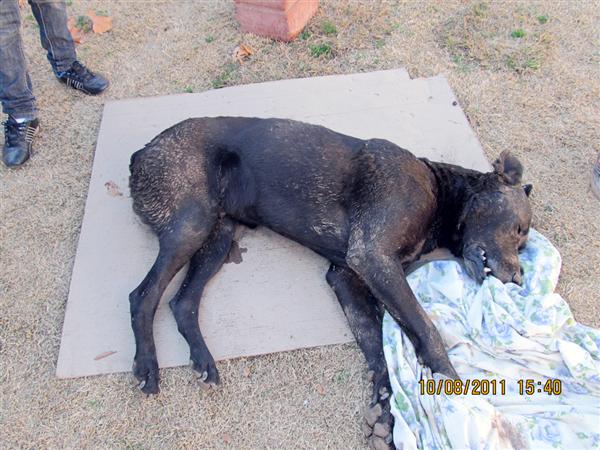 perro muerto (3) – El Trabajo