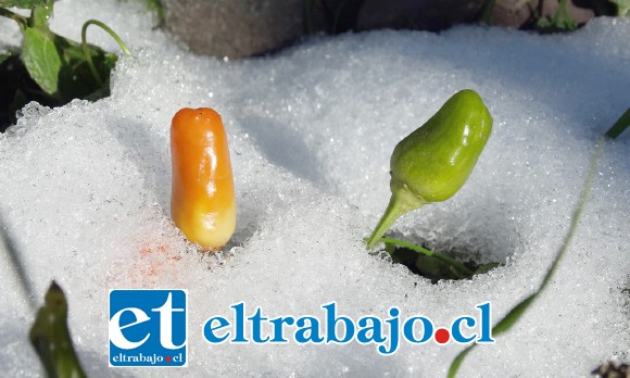 AJÍ DE JARDÍN.- Pese a las crudas y bajas temperaturas, en los jardines ...